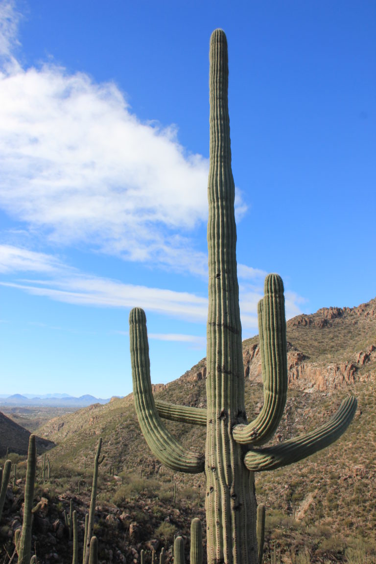 Saguaro Phenology Research – Sanimal